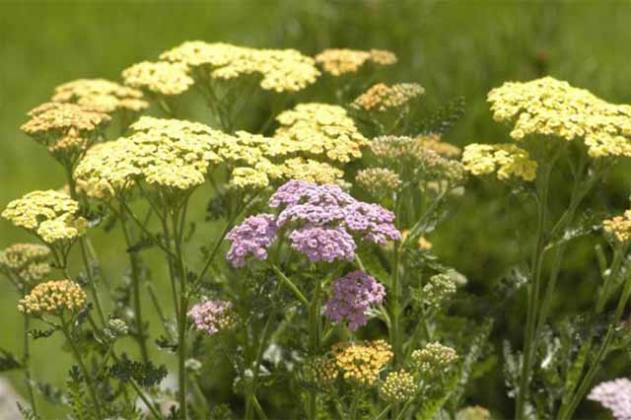 Stolisnik (Achillea millefolium) i njegova ljekovita svojstva ...